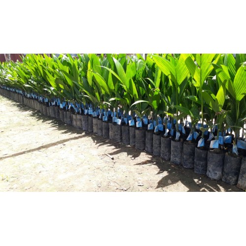 Bibit Pinang Betara - Pekanbaru, Riau